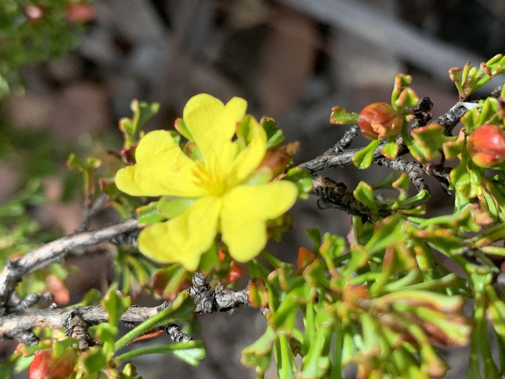 Leafy Guinea Flower from Capertee, NSW, AU on November 19, 2021 at 09: ...
