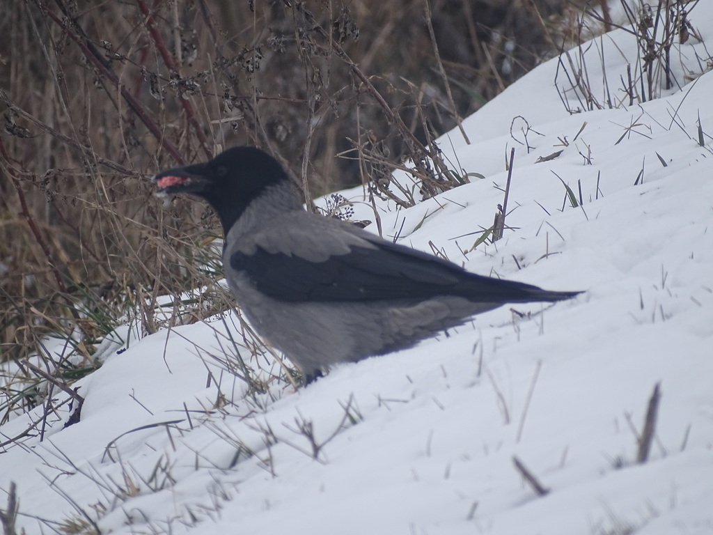 Hooded Crow from Marosvásárhely, Románia on February 19, 2021 at 11:54 ...