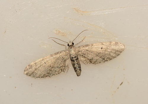 Section Eupithecia ultimaria · iNaturalist