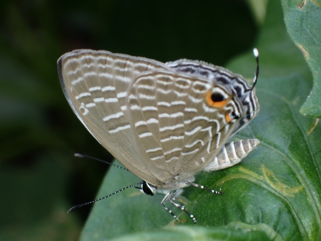 Metallic Cerulean from 100台灣台北市中正區水源里 on November 17, 2021 at 09:51 AM ...
