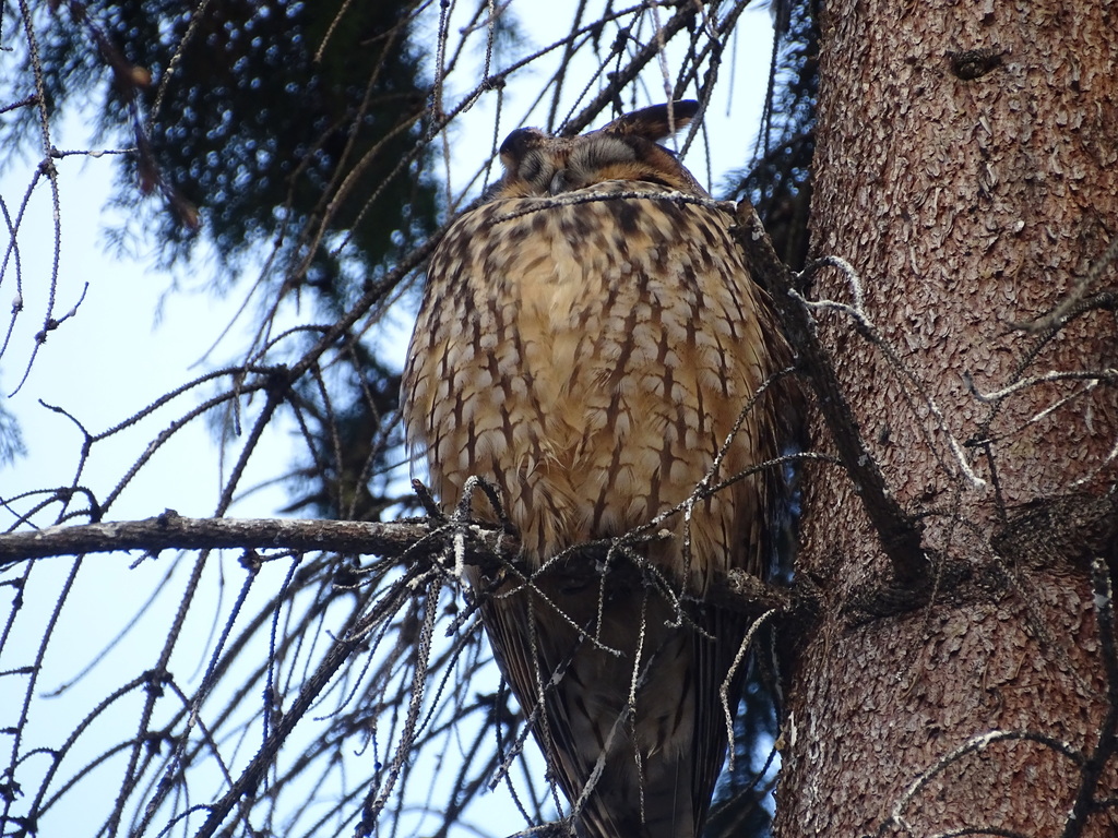 Long-eared Owl from Kövesdomb, Marosvásárhely, Románia on January 17 ...