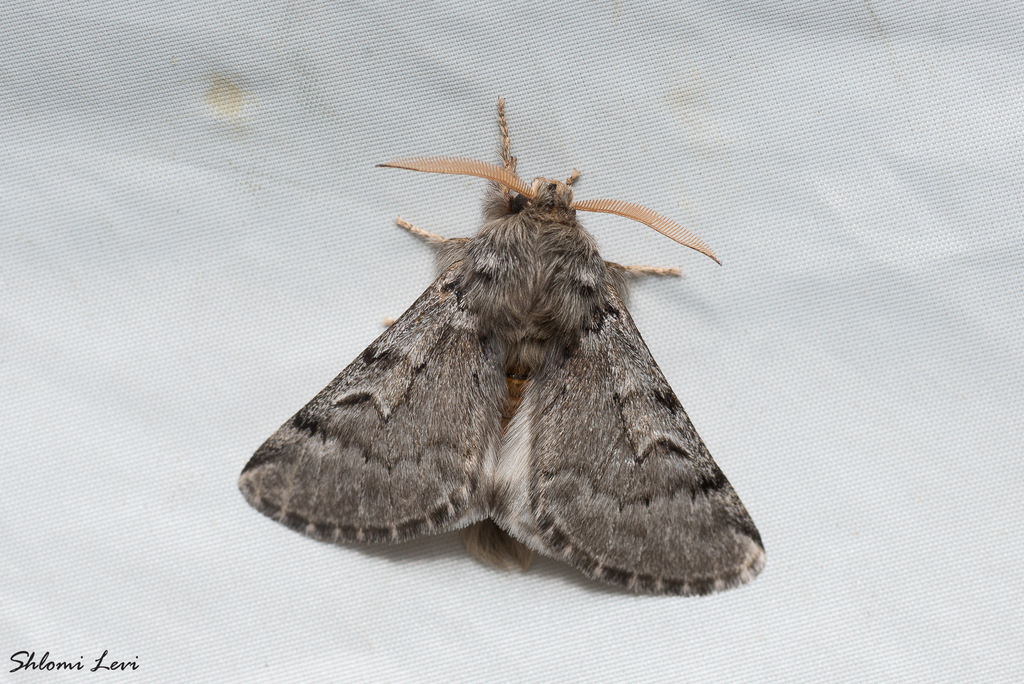 Cyprus Processionary Moth from יער להב on October 14, 2021 at 10:28 AM ...