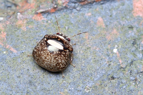 Coptosoma flavidum · iNaturalist