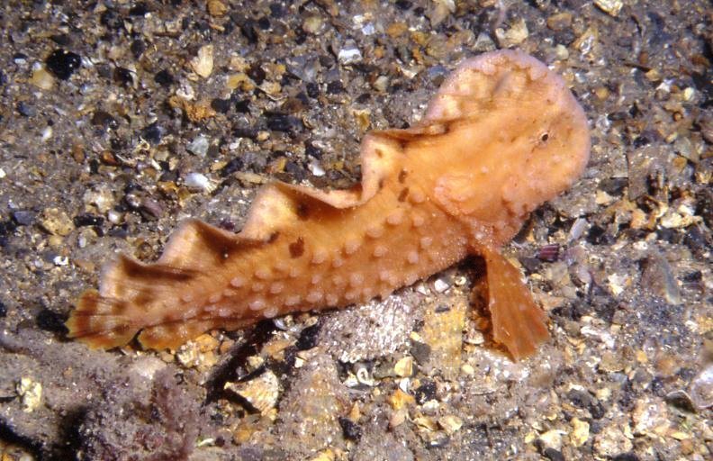 Warty Prowfish (Aetapcus maculatus) - Marine Life Identification