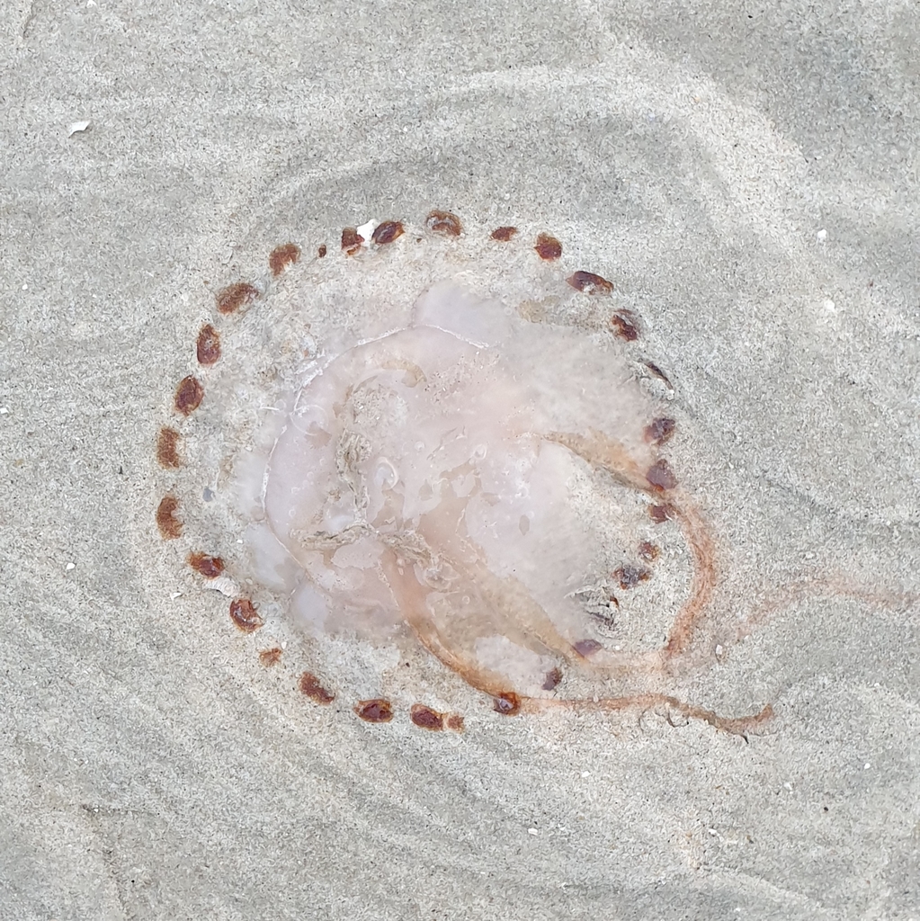Compass Jelly from Nederland on November 20, 2021 at 09:21 AM by Anja ...