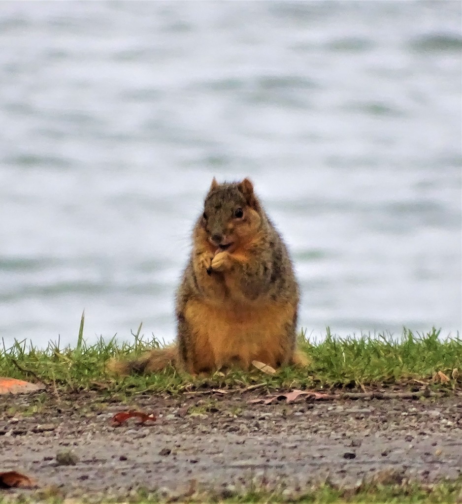 Fox Squirrel from Prairie Ln, Wooster, OH 44691, USA on November 19 ...