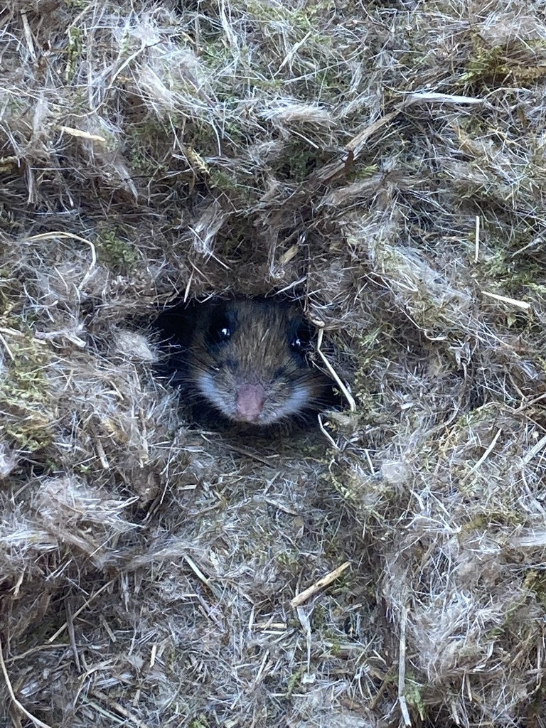 Deer Mouse from Winnie Palmer Nature Reserve, Latrobe, PA, US on ...