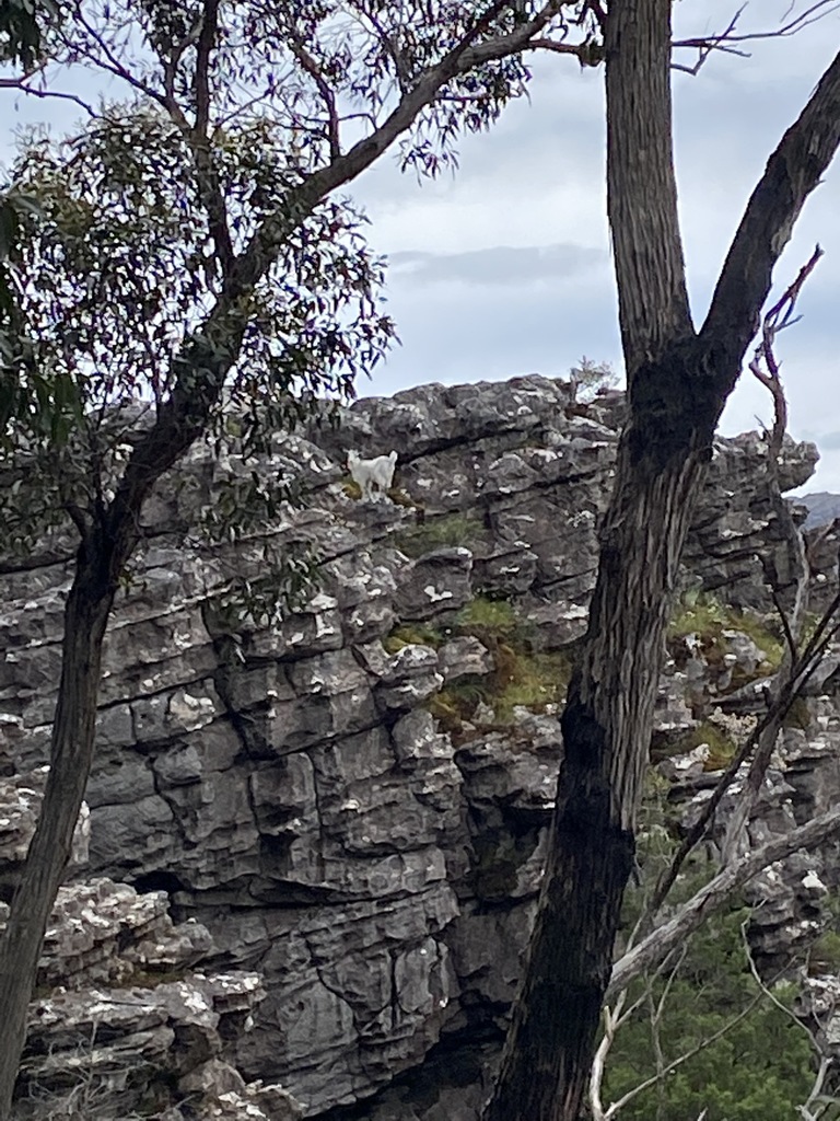 Domestic Goat from Grampians VIC 3314, Australia on November 19, 2021 ...