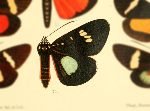 Rothia distigma · iNaturalist