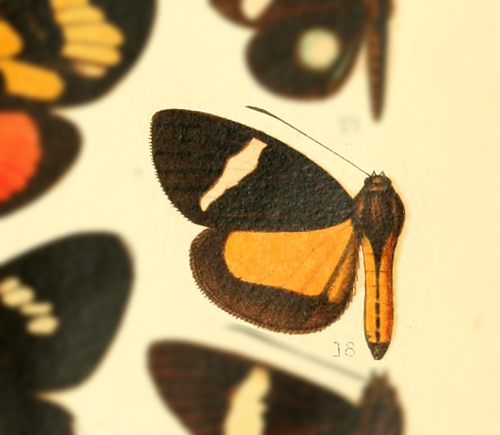 Seirocastnia volupia · iNaturalist