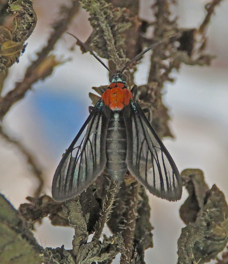 Saurita temenus from Villavicencio, Meta, Colombia on November 20, 2021 ...