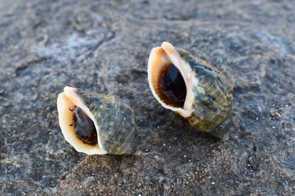 Cart-Rut Shell from Gracetown WA 6284, Australia on March 03, 2018 at ...