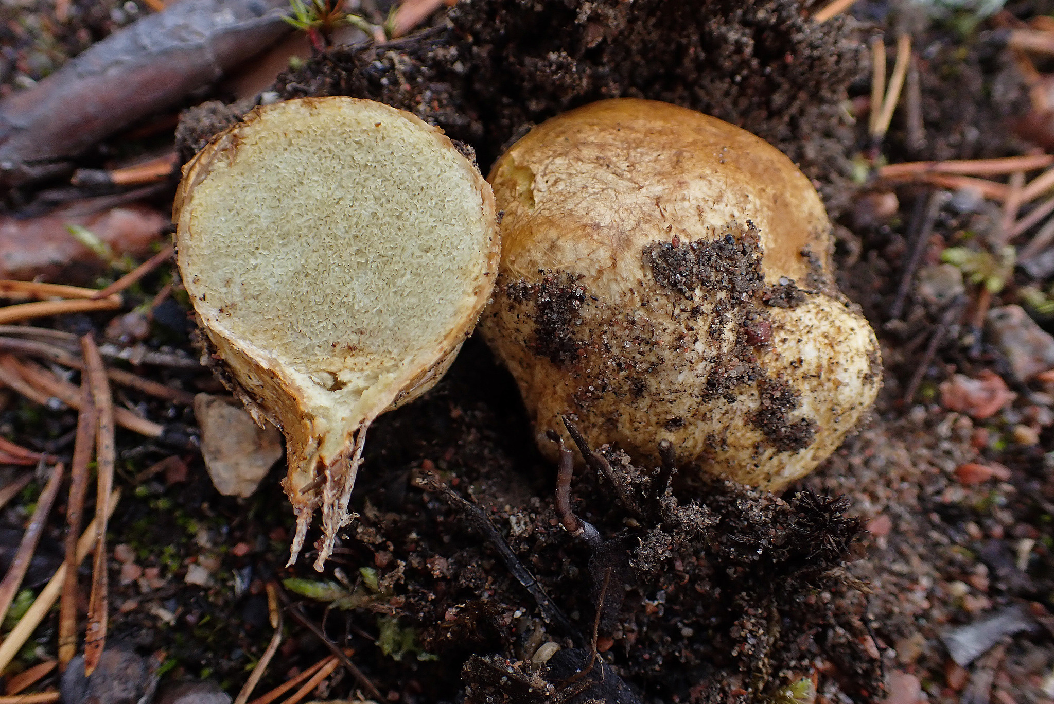 Rhizopogon luteolus Fr.