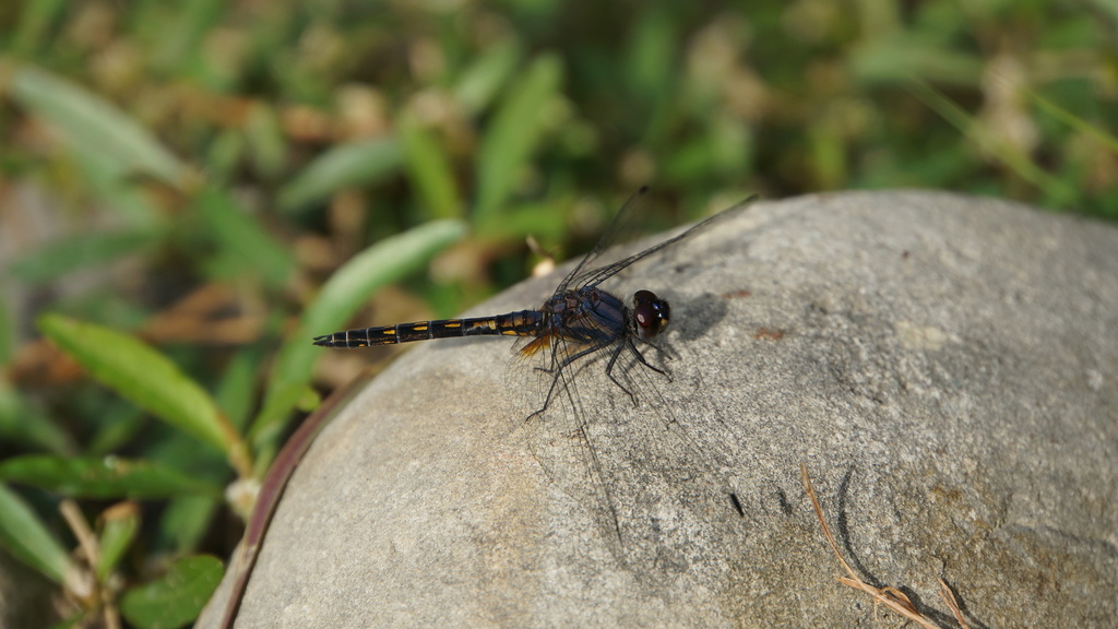 Indigo Dropwing from 台灣台中市 on November 20, 2021 at 12:02 PM by 紫狸子 ...