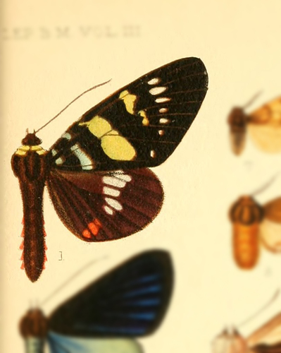 Episteme sumbana · iNaturalist