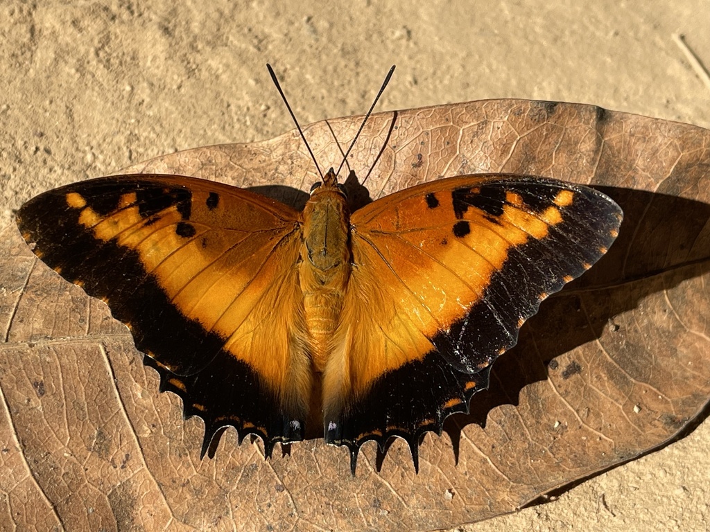 Black-bordered Charaxes (List of Butterflies and Moths Available or ...