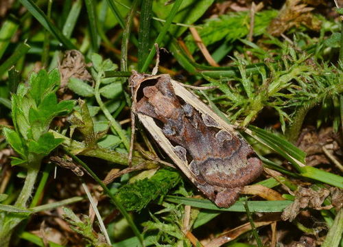 Dichagyris ulrici · iNaturalist