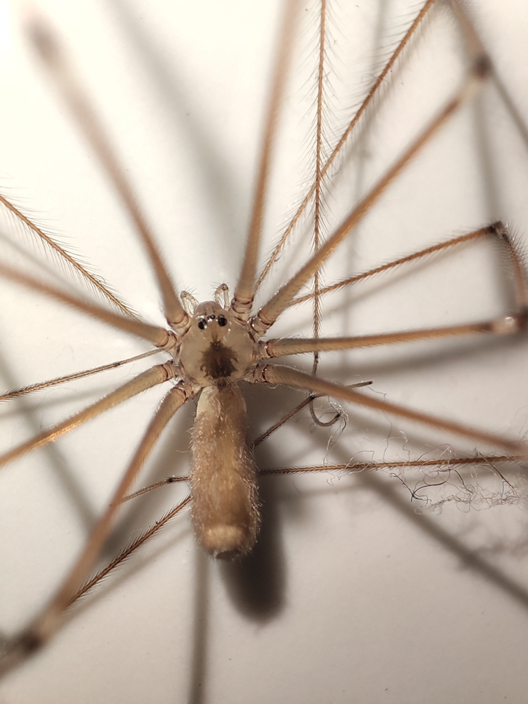 what is this southeast michigan : r/spiders