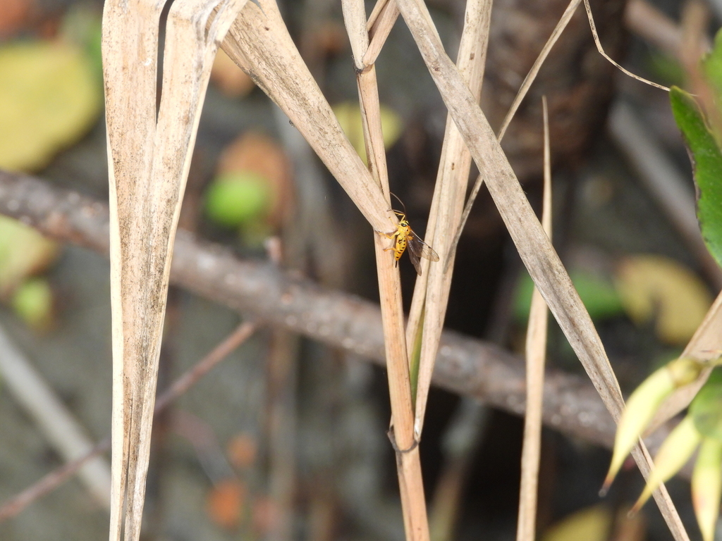 Xanthopimpla pedator from 华侨城湿地 on June 8, 2021 at 04:48 PM by 卢江离 ...