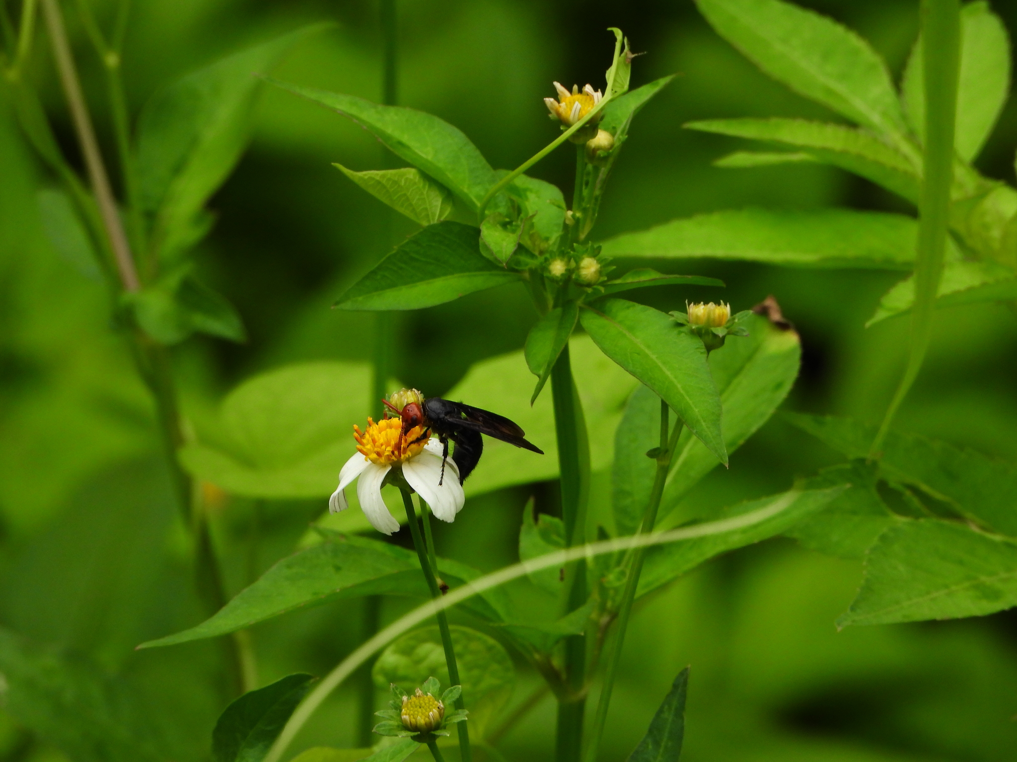 Austroscolia ruficeps (Smith, 1855)