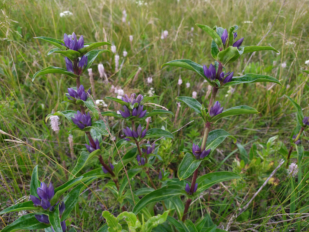 Cross Gentian from Artemovskiy rayon, Sverdlovsk, Russia on July 17, 2021 at 07:43 AM by Dina ...