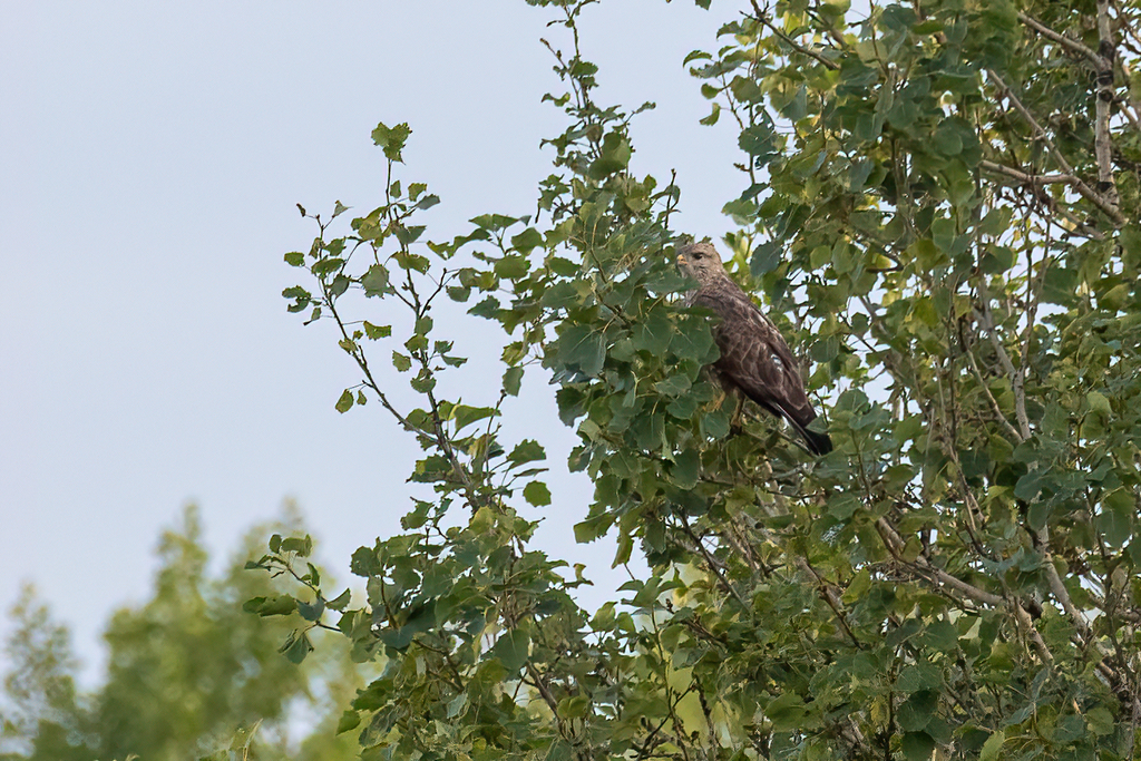 Common Buzzard from Artemovskiy rayon, Sverdlovsk, Russia on July 17, 2021 at 06:34 AM by Dina ...