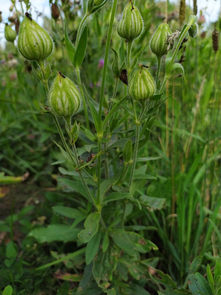 evening lychnis from Irbitskiy rayon, Sverdlovsk, Russia on July 17 ...