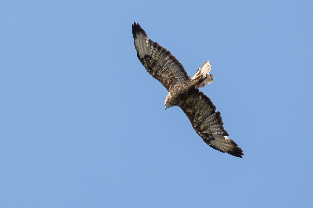Common Buzzard from Irbitskiy rayon, Sverdlovsk, Russia on July 17 ...