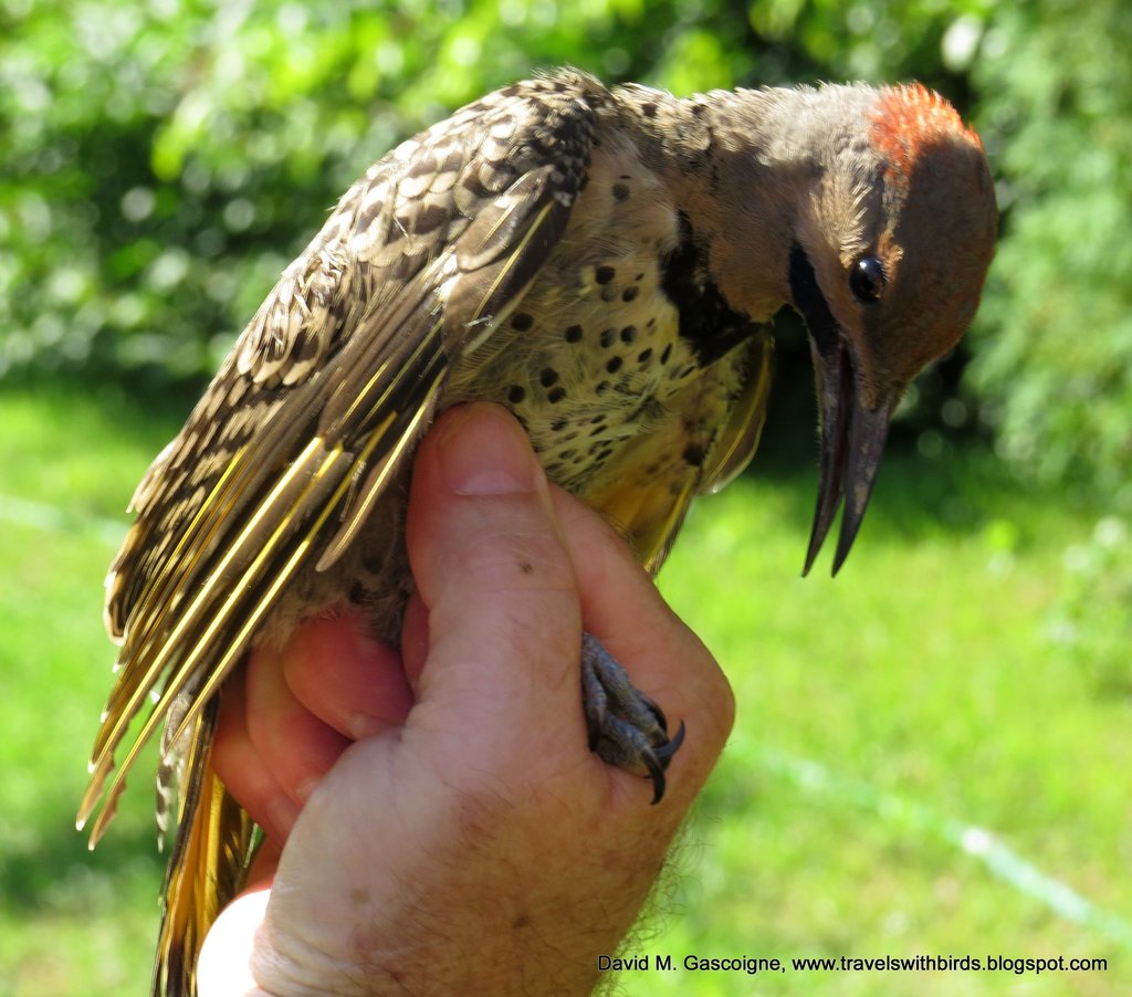 Northern Flicker from SpruceHaven, New Forest Area, Waterloo Regional ...