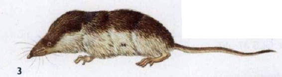 Tundra Shrew (Animals of Gates of the Arctic National Park) · iNaturalist