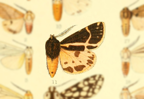 Genus Afrojavanica · iNaturalist