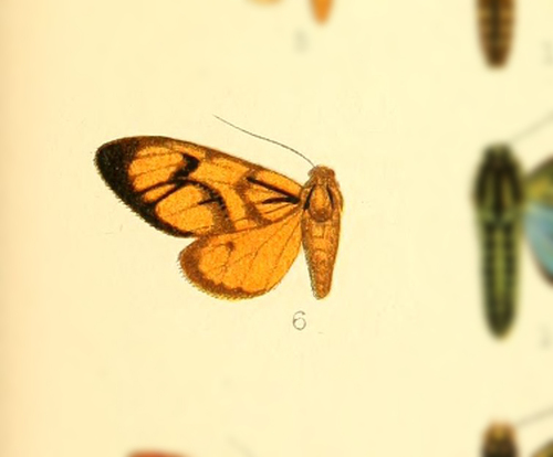 Lemyra extensa · iNaturalist Mexico