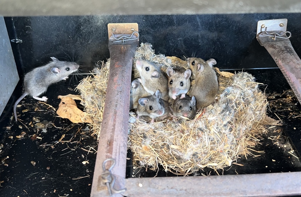 Deer Mouse in November 2021 by konaspaw · iNaturalist