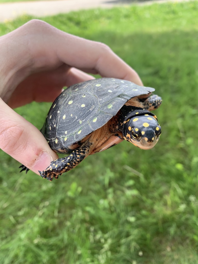 Spotted Turtle in June 2021 by tkelafant · iNaturalist
