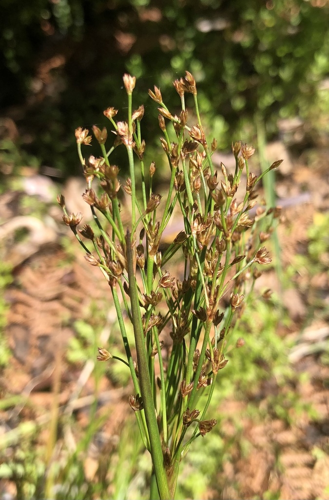 rushes from New Plymouth, Pukeiti, Taranaki, NZ on November 20, 2021 at ...