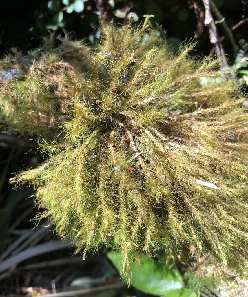 Cyrtopus setosus from New Plymouth, Pukeiti, Taranaki, NZ on November ...