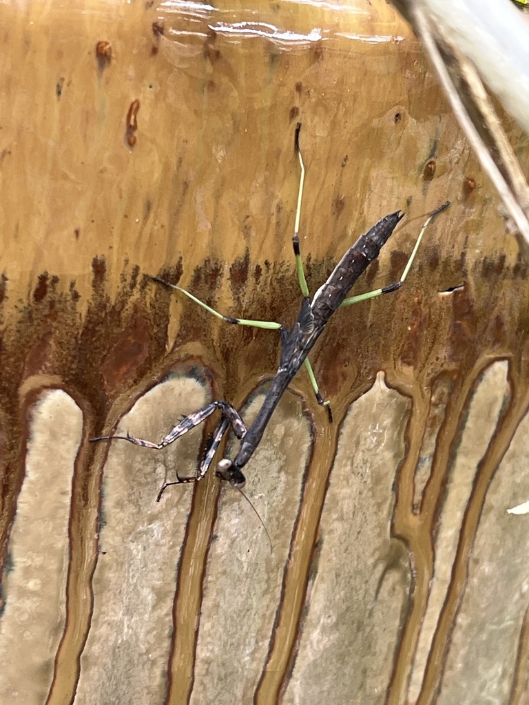 Carolina Mantis from Knollridge Ln, North College Hill, OH, US on ...