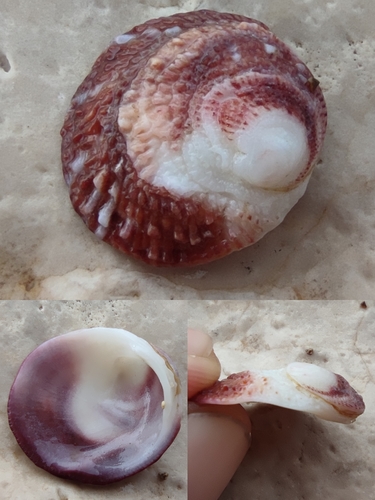 Chama pacifica · Naturalista Costa Rica