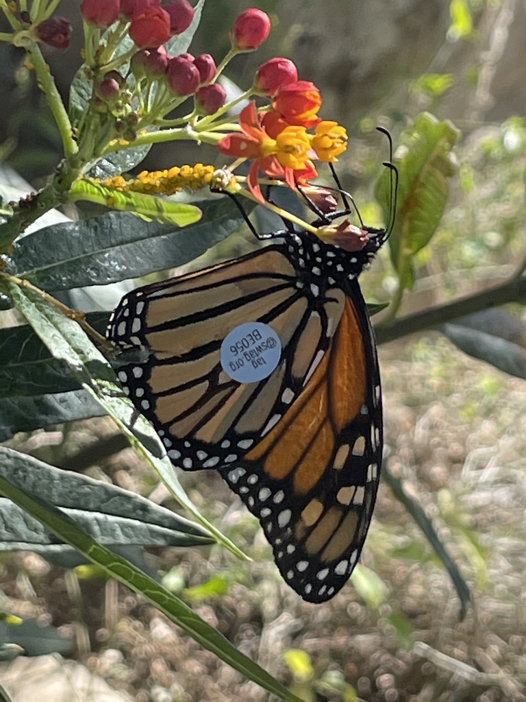 Monarch from Arizona - Sonora Desert Museum, Tucson, AZ, US on November ...