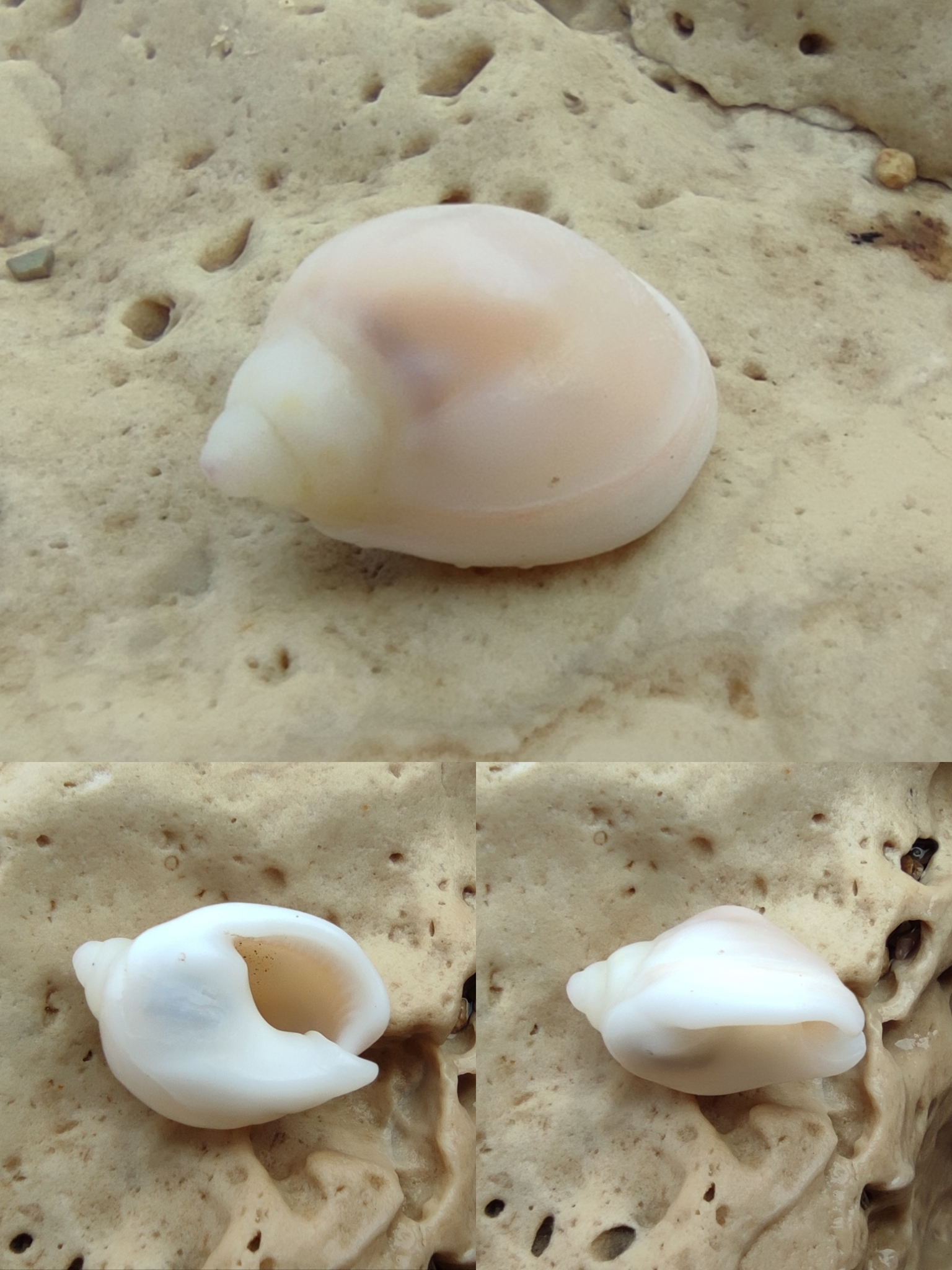 Nassarius circumcinctus (A.Adams, 1852)