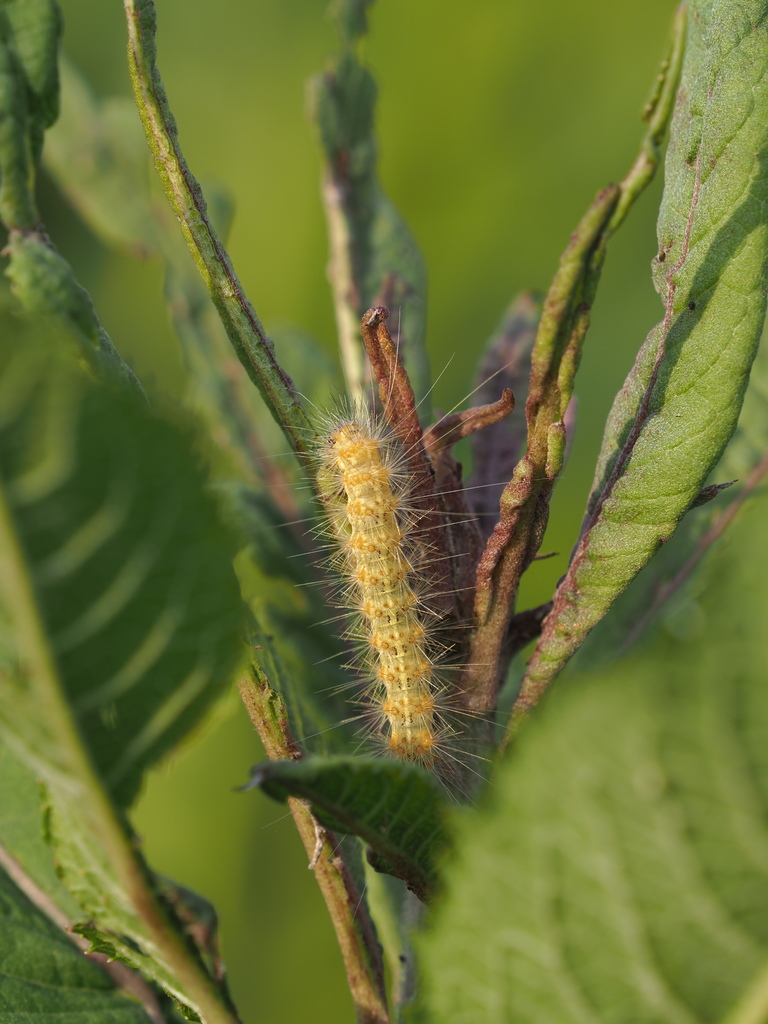 Underwing, Tiger, Tussock, and Allied Moths from 4949 Tealtown Rd ...