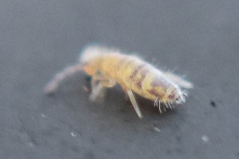 Entomobrya assuta J.W.Folsom, 1924