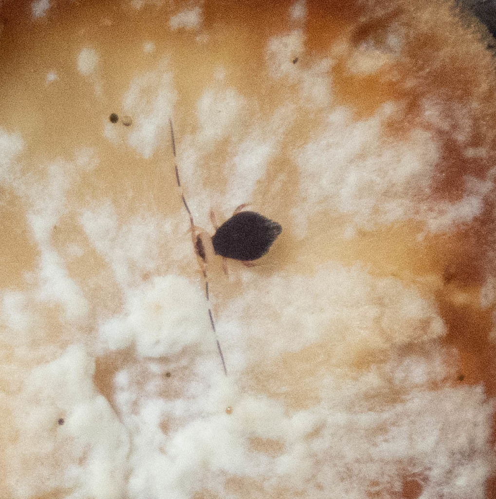 Globular Springtails from Sister Islands, Cayman Islands on November 20 ...