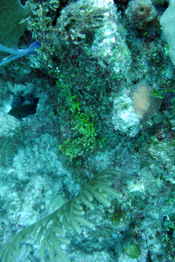 Halimeda from Barceló on November 16, 2021 at 03:57 PM by Sergio Díaz ...