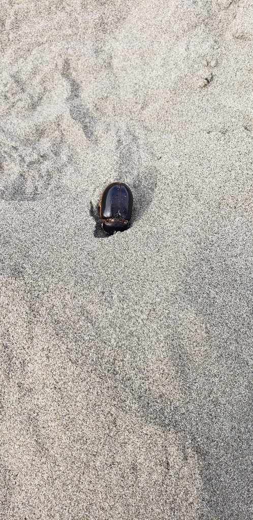 Large Sand Scarab from Canterbury 8062, New Zealand on November 21 ...