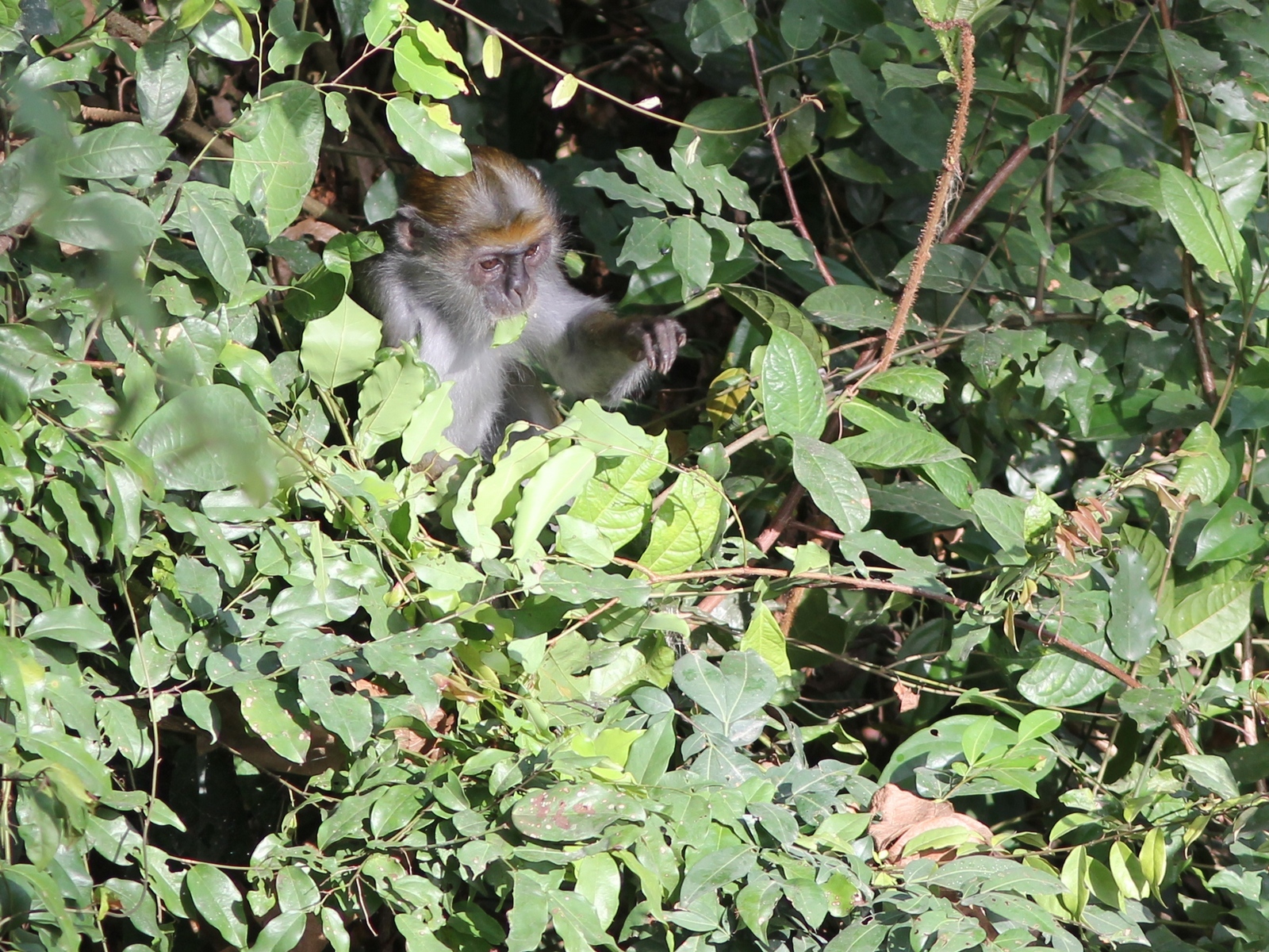 Procolobus verus (van Beneden, 1838)