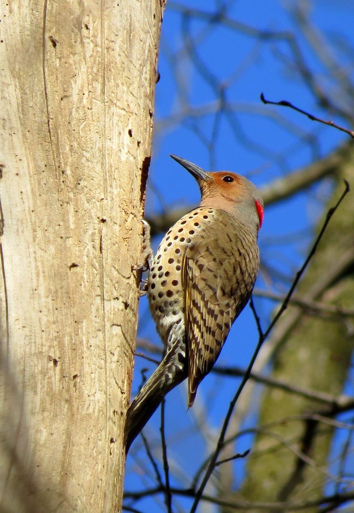 Northern Flicker from Benjamin Park, Waterloo, ON, Canada on April 18 ...