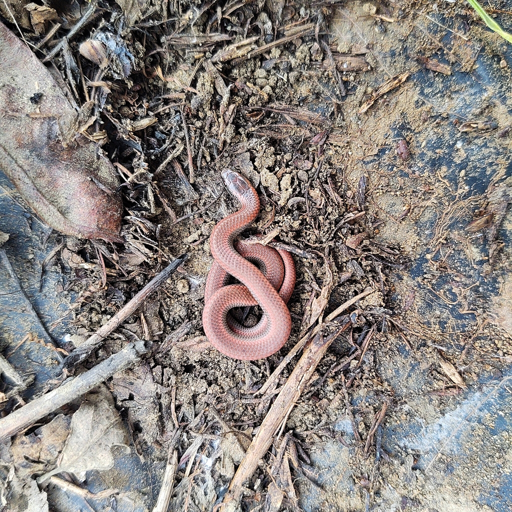 Sharp-tailed Snake in November 2021 by Daniel Palmer · iNaturalist