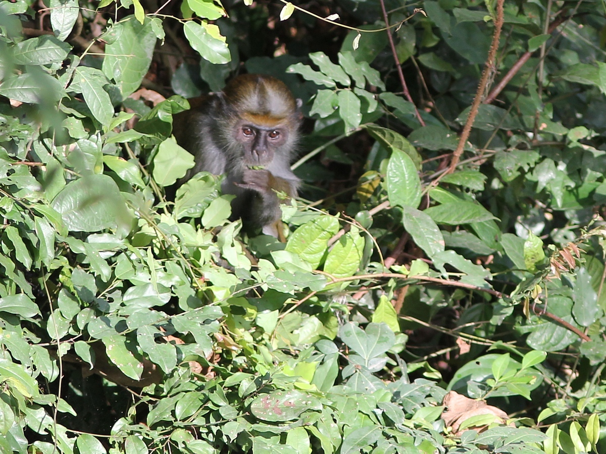 Procolobus verus (van Beneden, 1838)