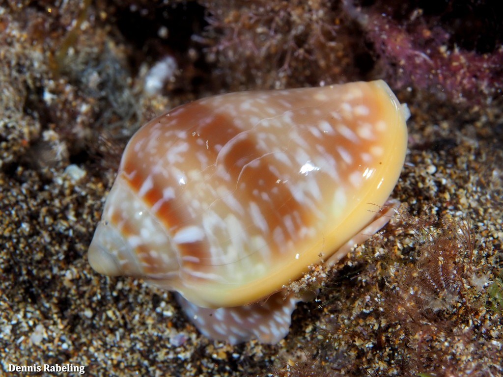 Marginella glabella from Las Palmas, ES-CN, ES on November 19, 2021 at ...